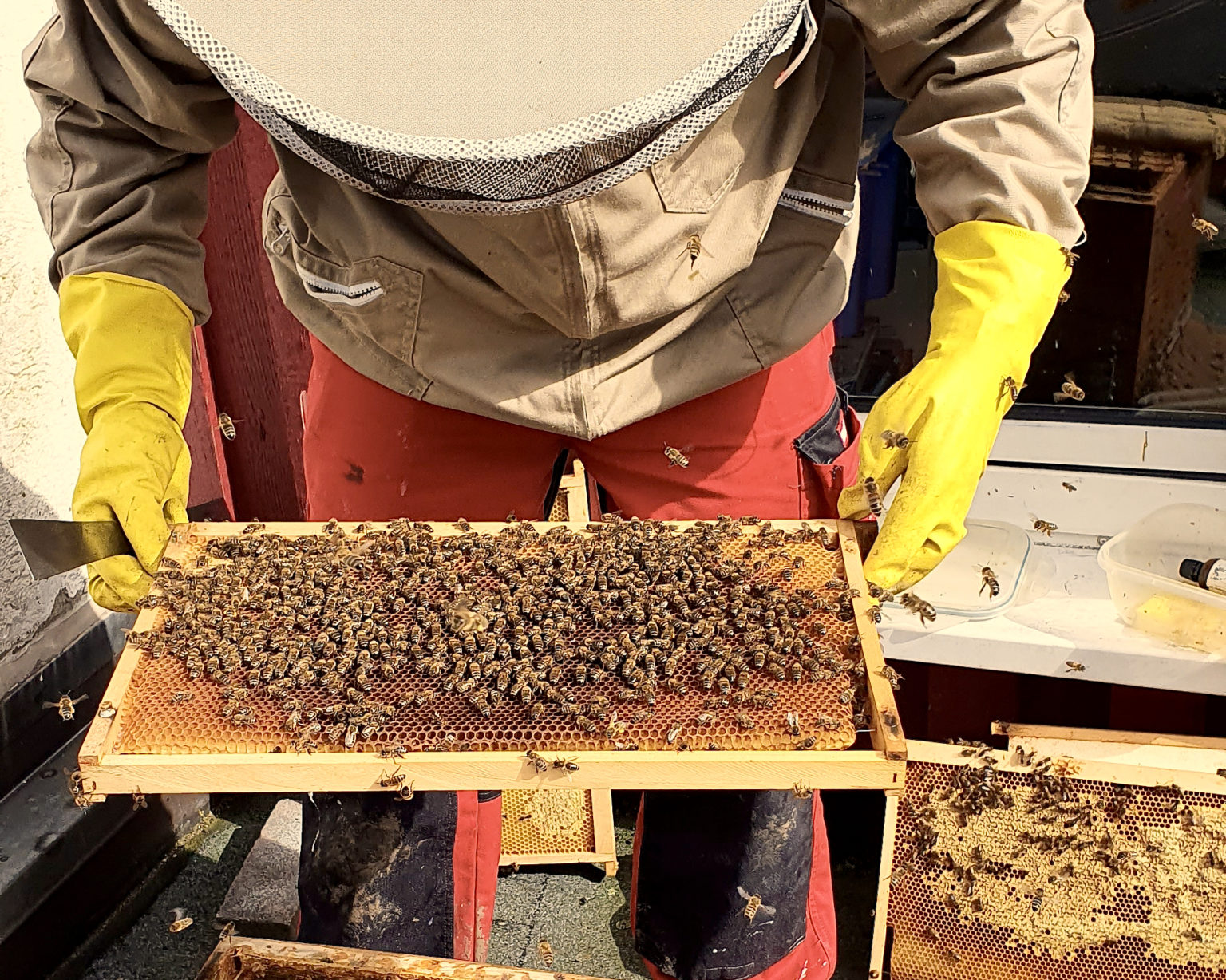 Der Imker | Dossenheimer Honig